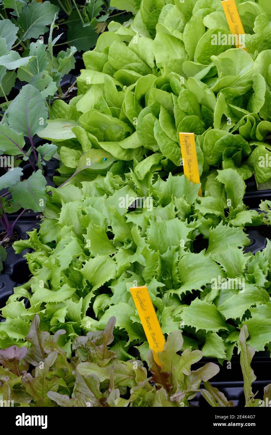 Lettuce sign hi-res stock photography and images - Alamy