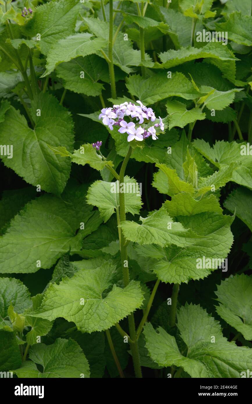 Persistent leaf hi-res stock photography and images - Alamy