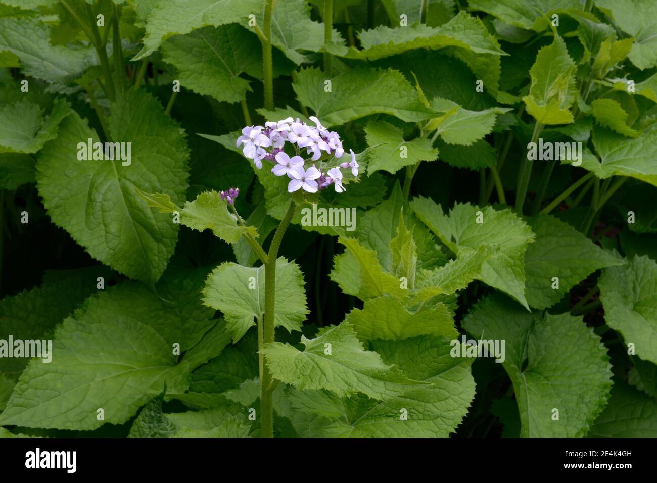 Persistent leaf hi-res stock photography and images - Alamy