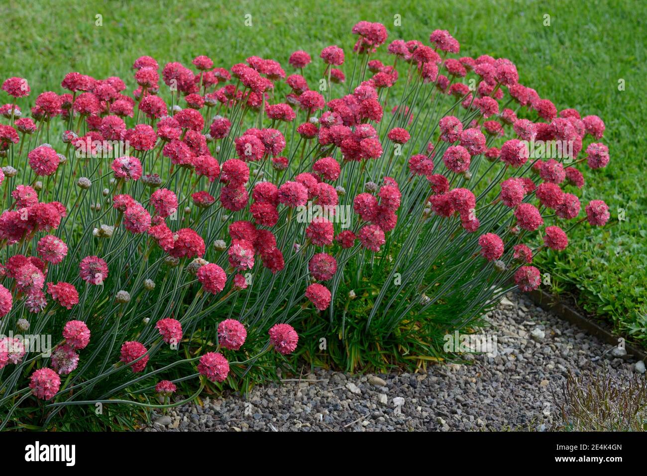Beach carnation, hybrid beach carnation, variety Ornament, Armeria ...