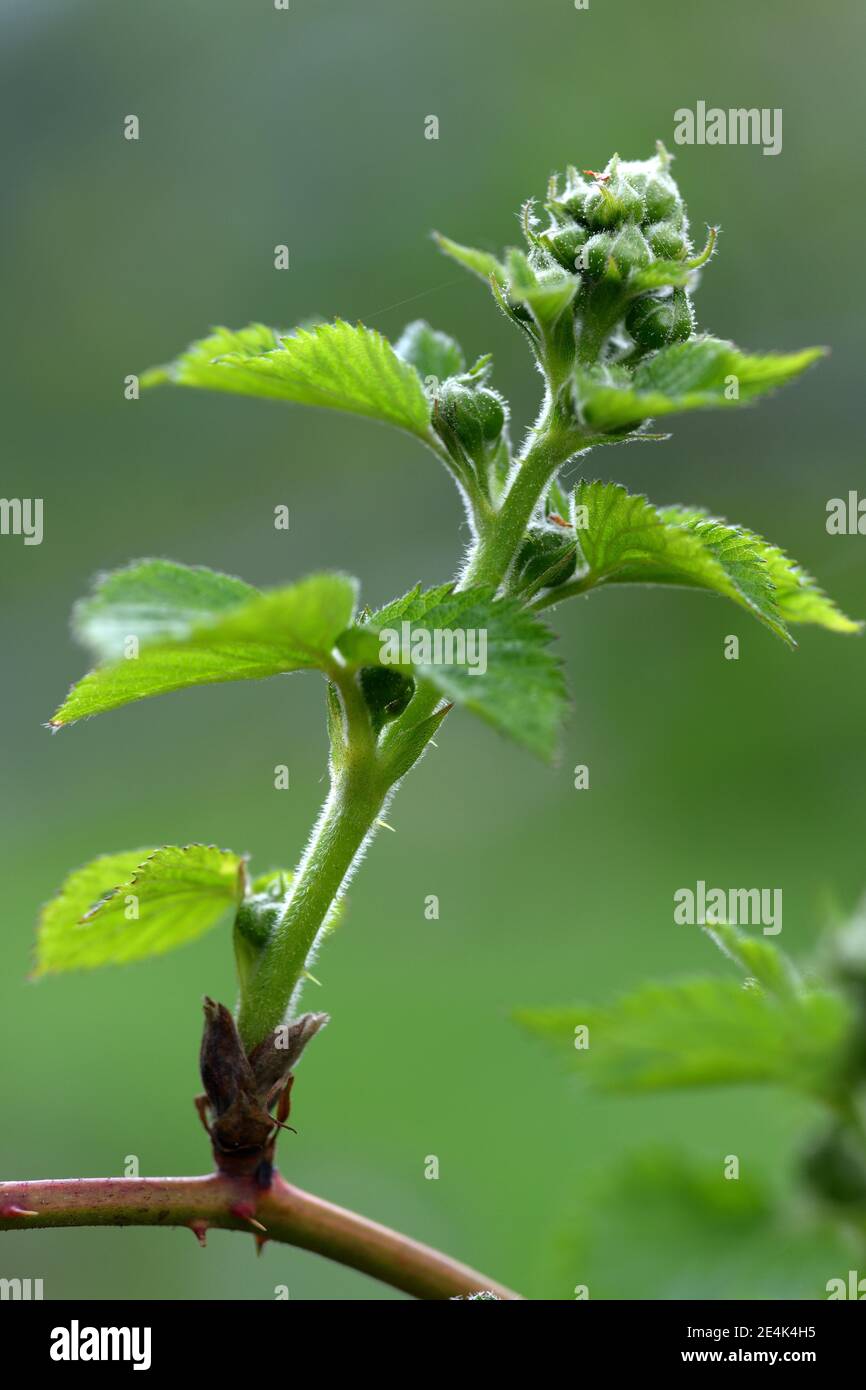 Blackberry shoot hi-res stock photography and images - Alamy