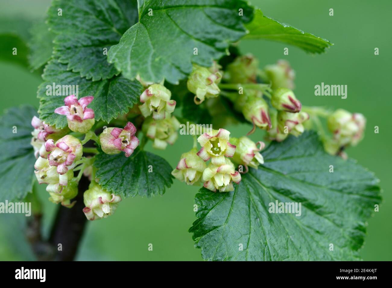 Black currant, variety Goliath, Cassis, Ribes nigrum Stock Photo - Alamy