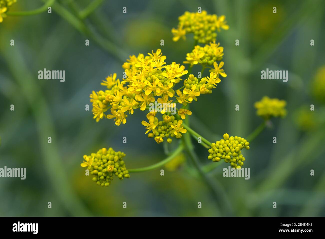German crop hi-res stock photography and images - Alamy
