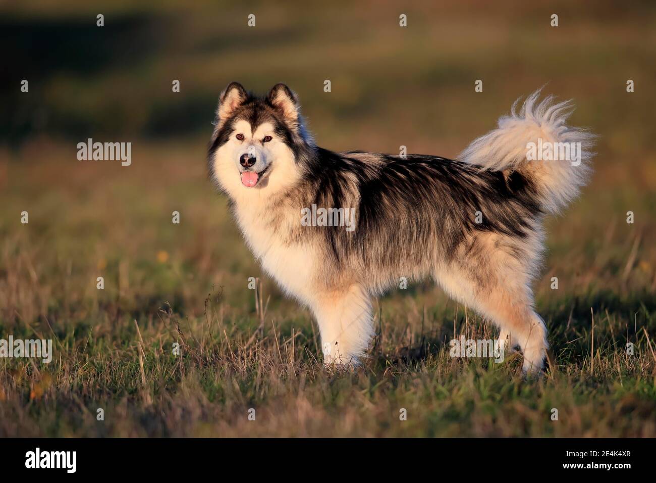 Alaskan Malamute, female standing in a meadow, Rhineland-Palatinate ...