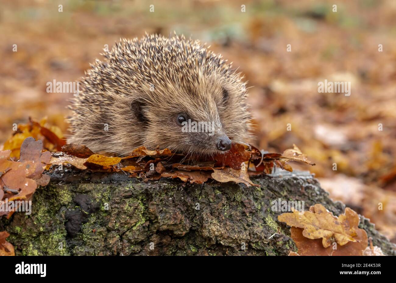 Hedgehog, Scientific name: Erinaceus Europaeus. Wild, native, European ...