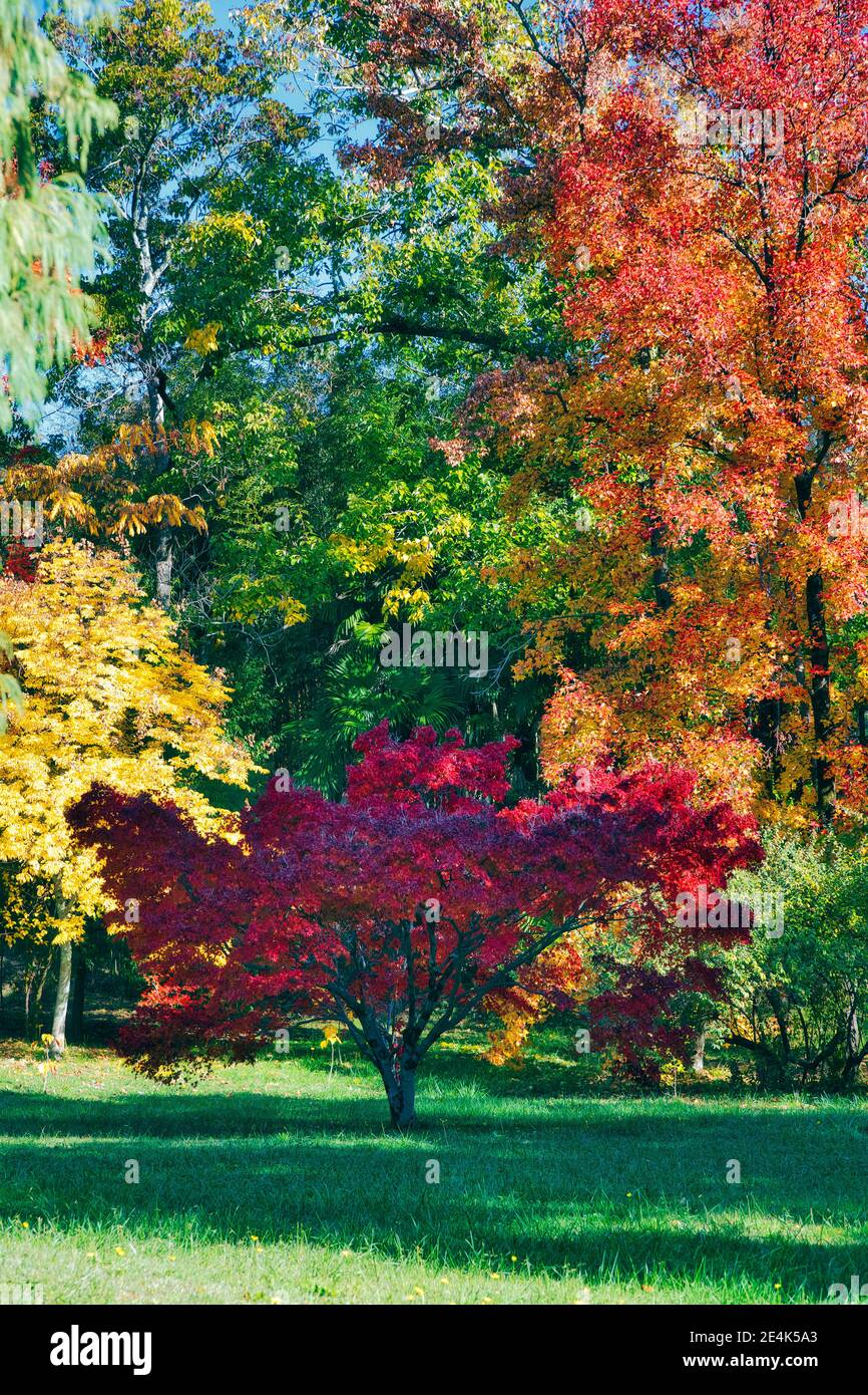 Multi grass hi-res stock photography and images - Alamy