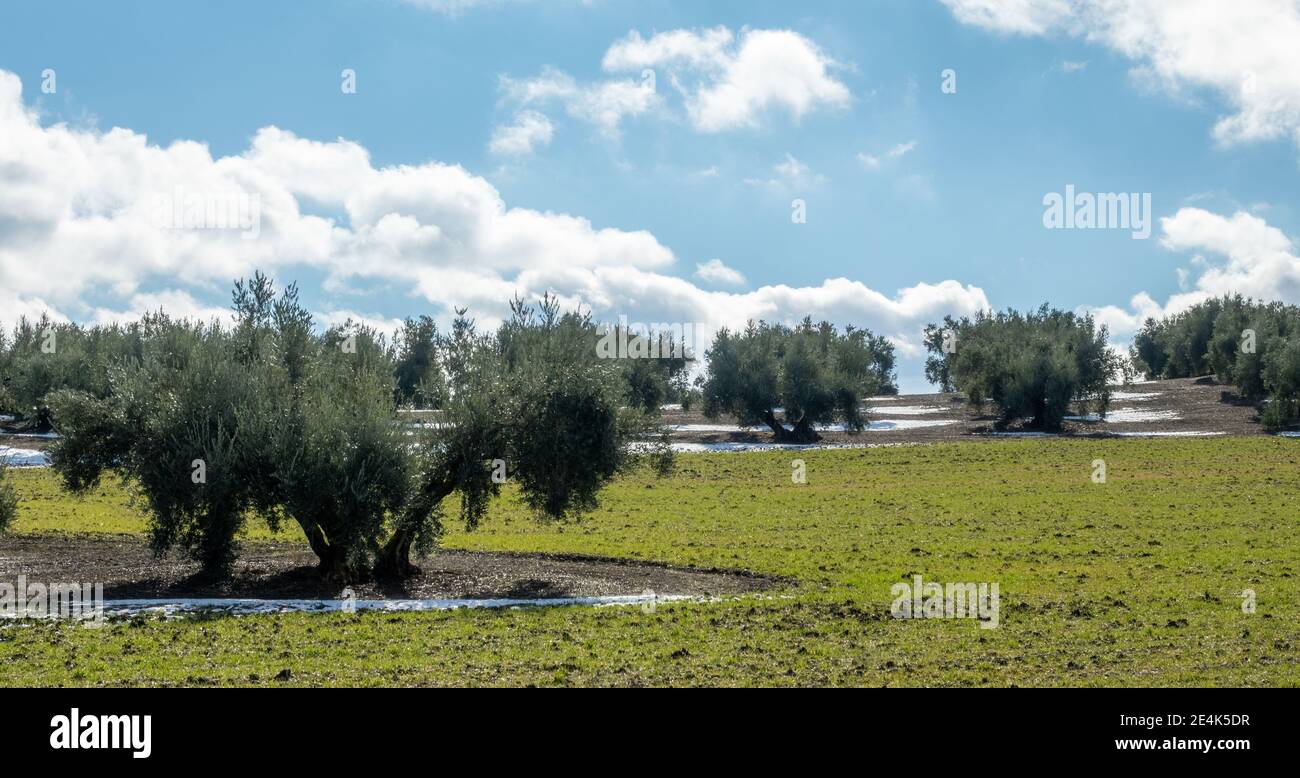 Olive trees in green field hi-res stock photography and images - Alamy