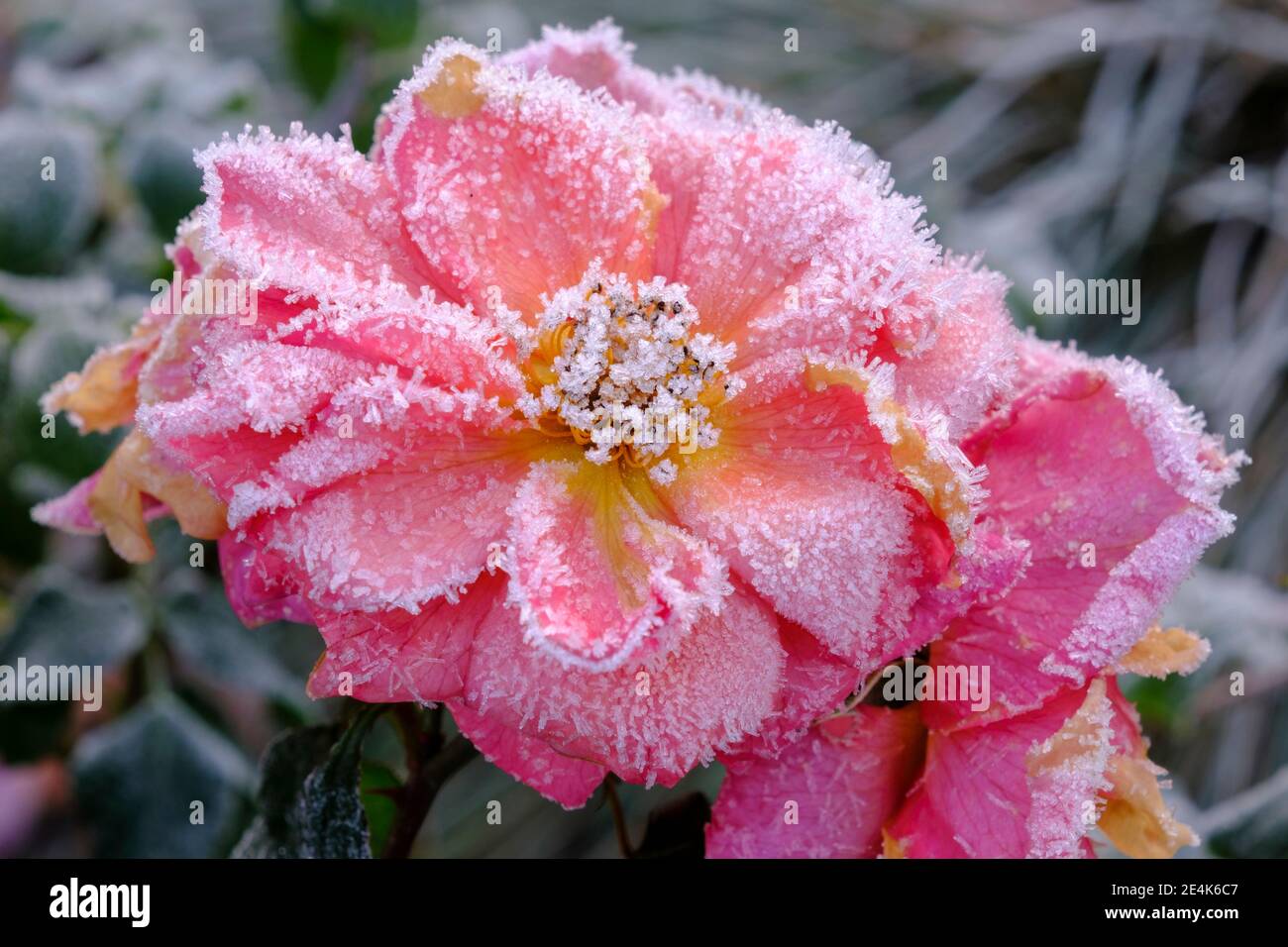 Roses in the frost hi-res stock photography and images - Alamy