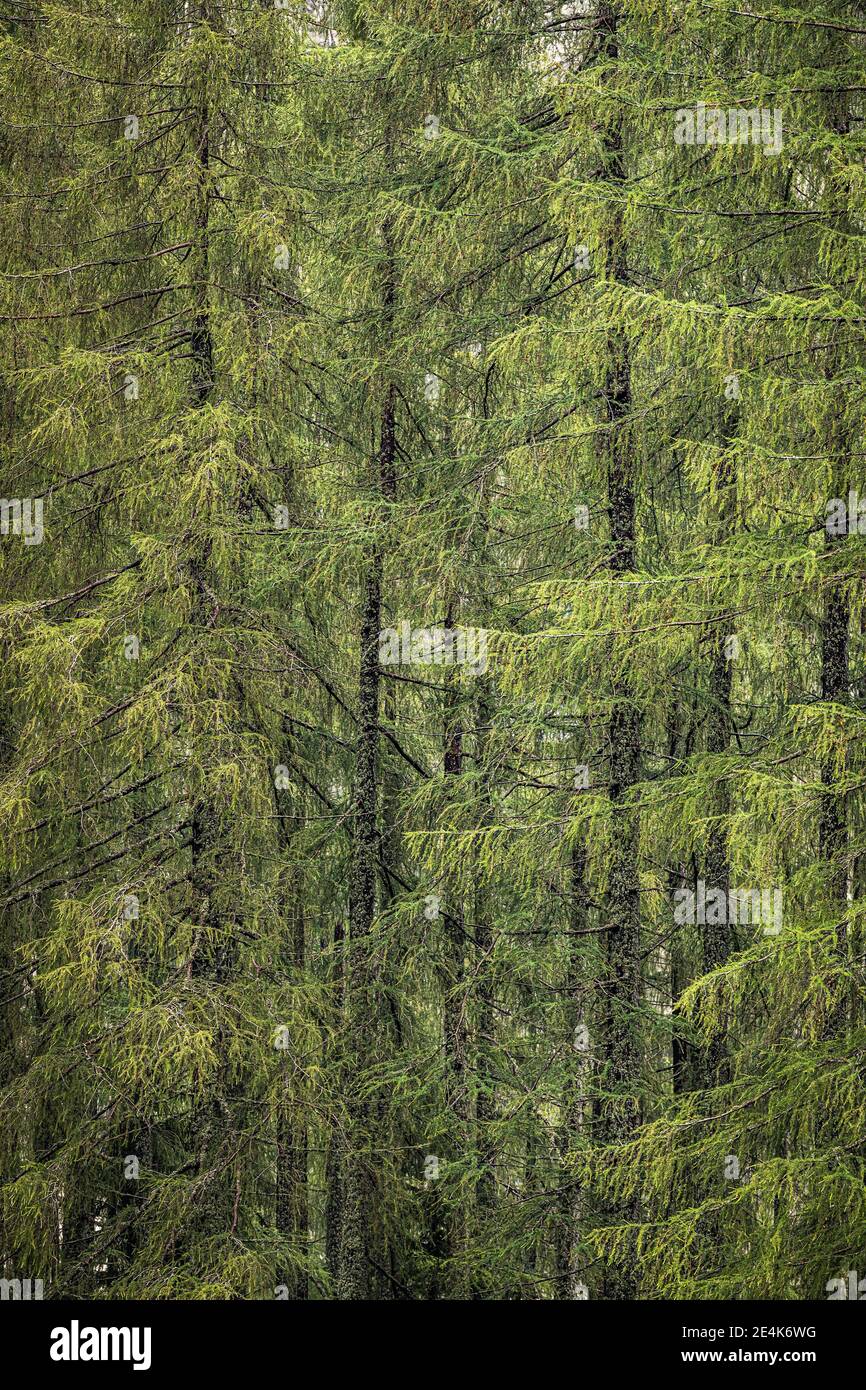Larch trees in colour hi-res stock photography and images - Alamy