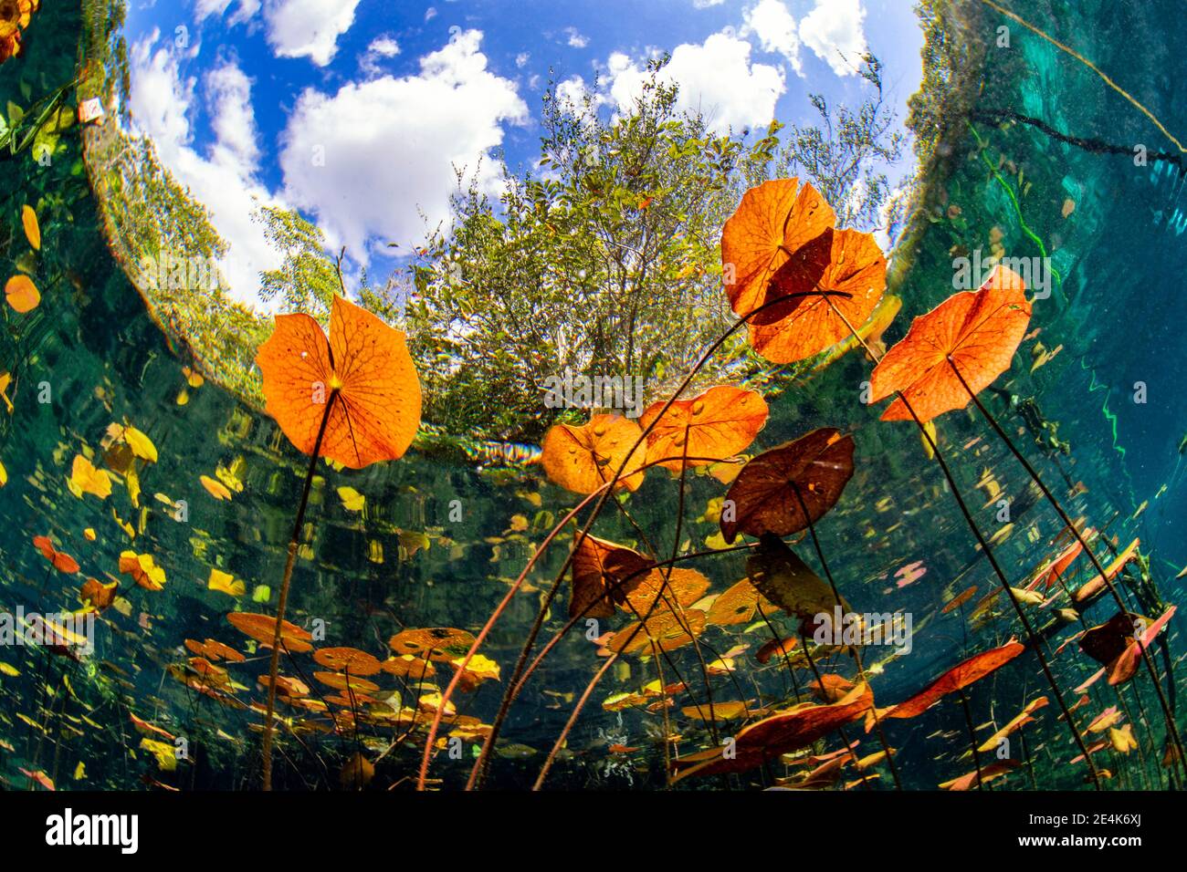 Quintana roo cenote mexico hi-res stock photography and images - Alamy