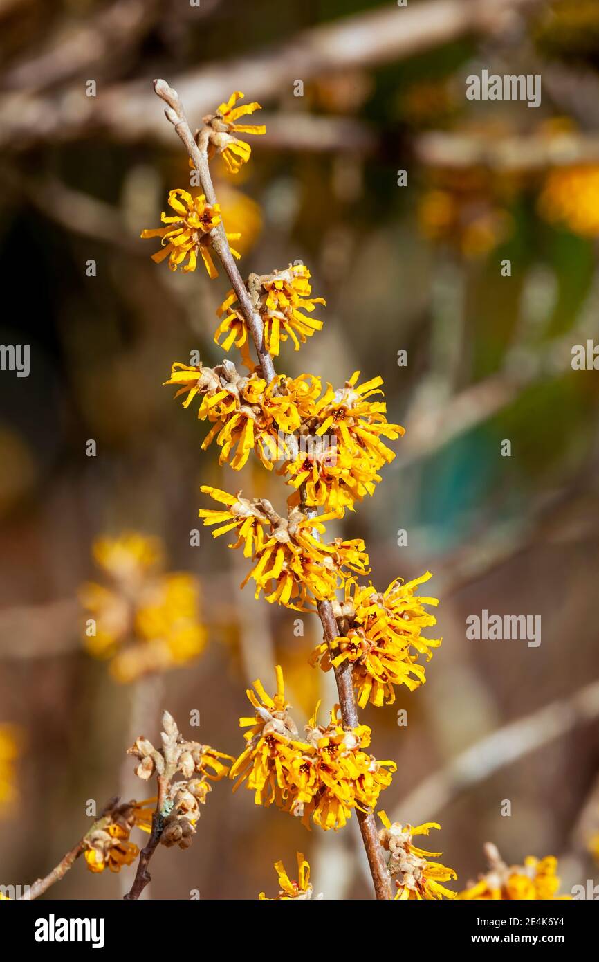 Hamamelis x Intermedia 'Brevipetala' (Witch Hazel) a winter spring ...
