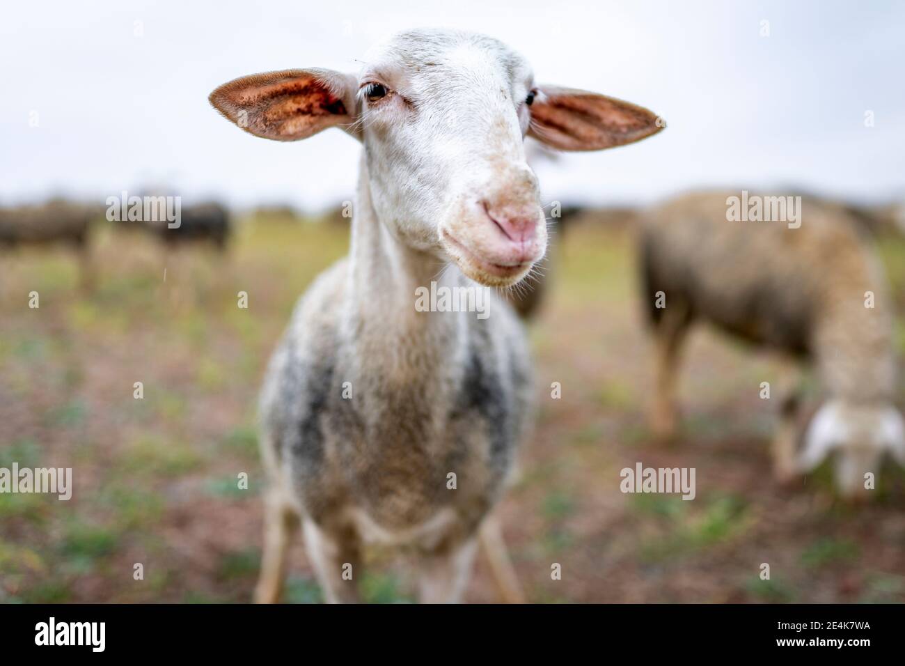 Sheared sheep hi-res stock photography and images - Alamy