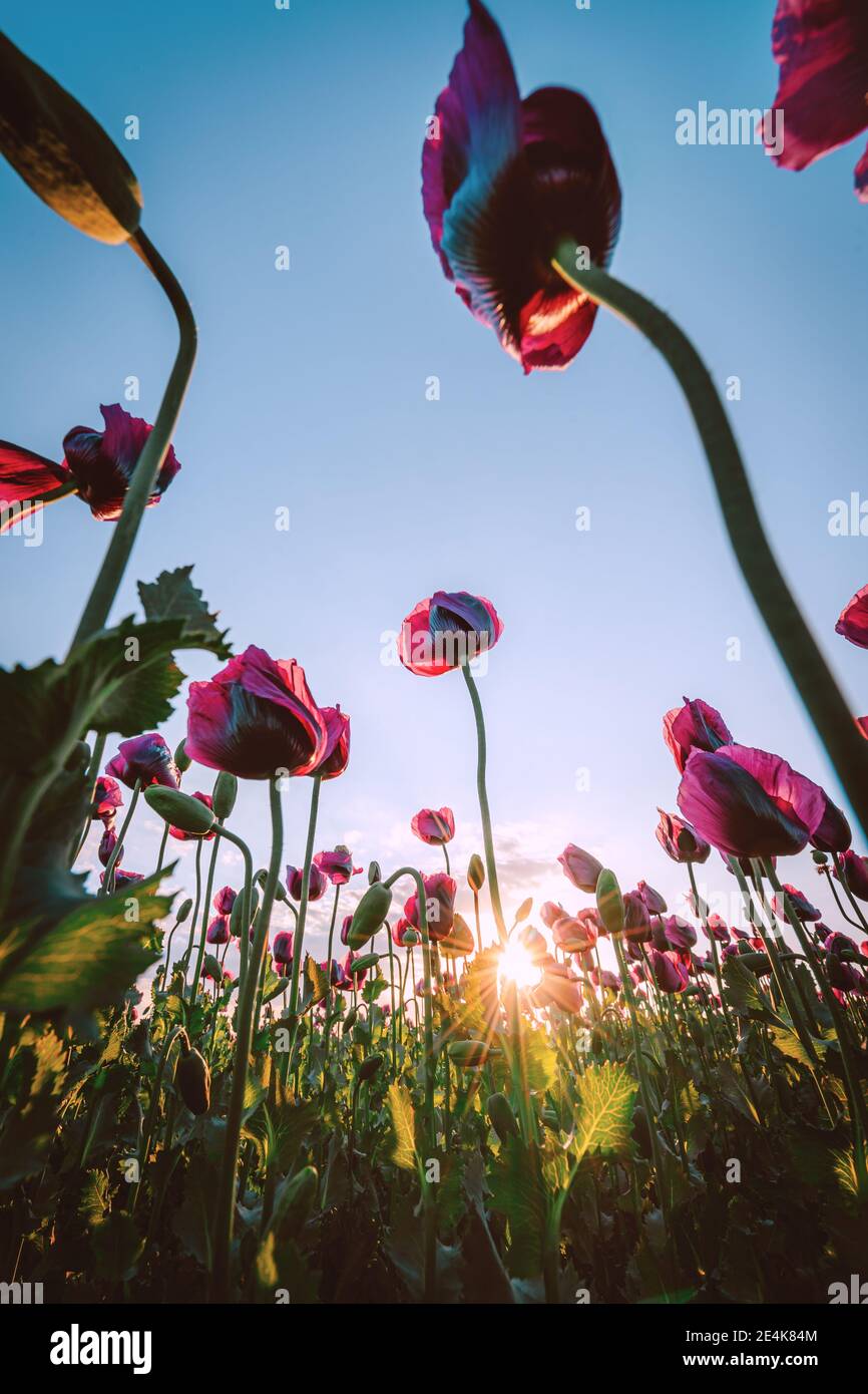 Nice poppy hi-res stock photography and images - Alamy