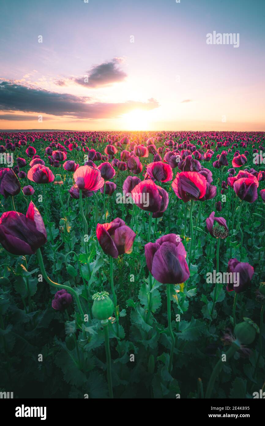 Poppy field walk hi-res stock photography and images - Alamy