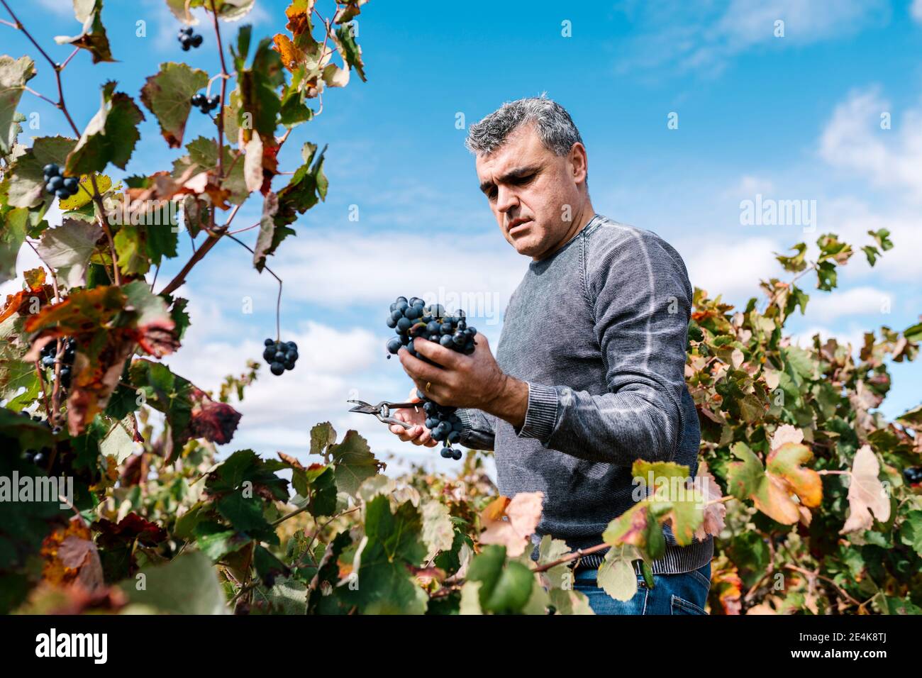 Black grapes man hi-res stock photography and images - Alamy