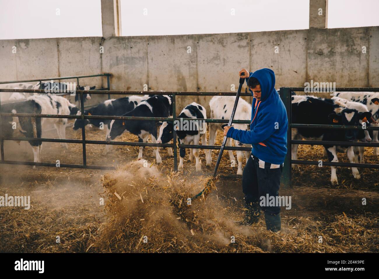 Male cows hi-res stock photography and images - Alamy