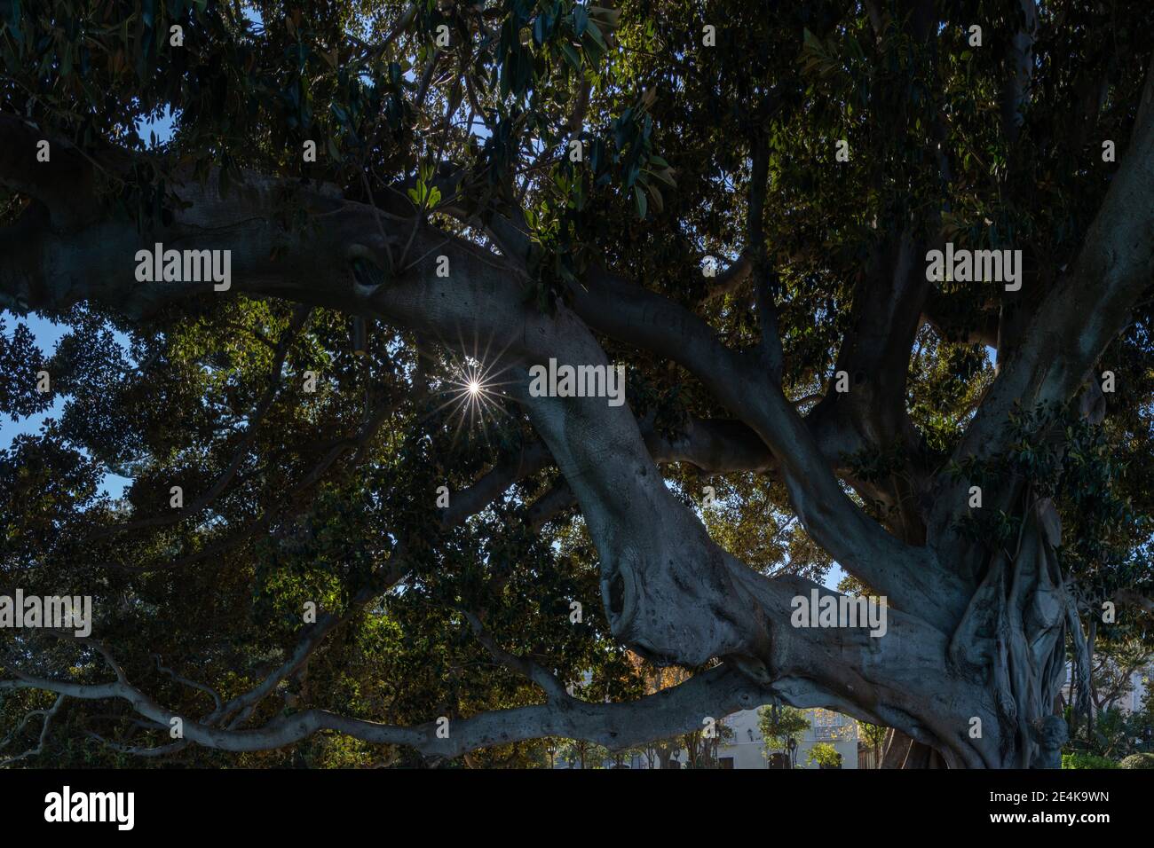 A giant tree in the Alameda Apodaca y del Marqes de Comillas Garden in ...