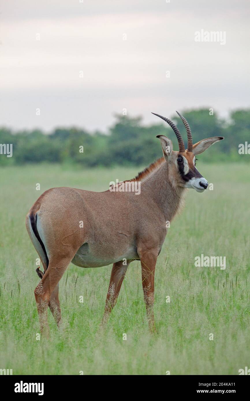 Roan Antelope (Hippotragus equinus). Female. Both sexes have long ...