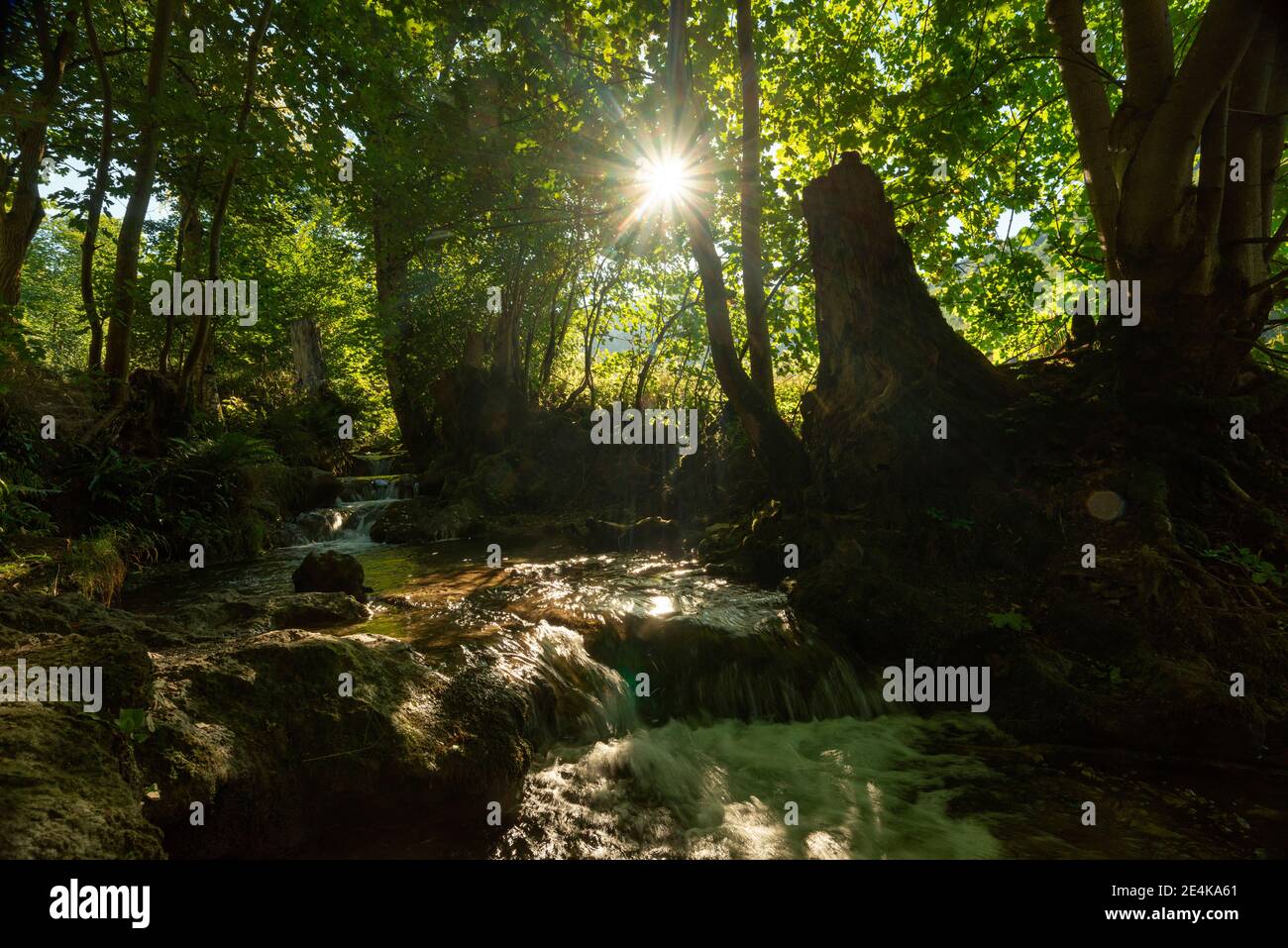 Stream amidst forest swabian alb mountain hi-res stock photography and ...