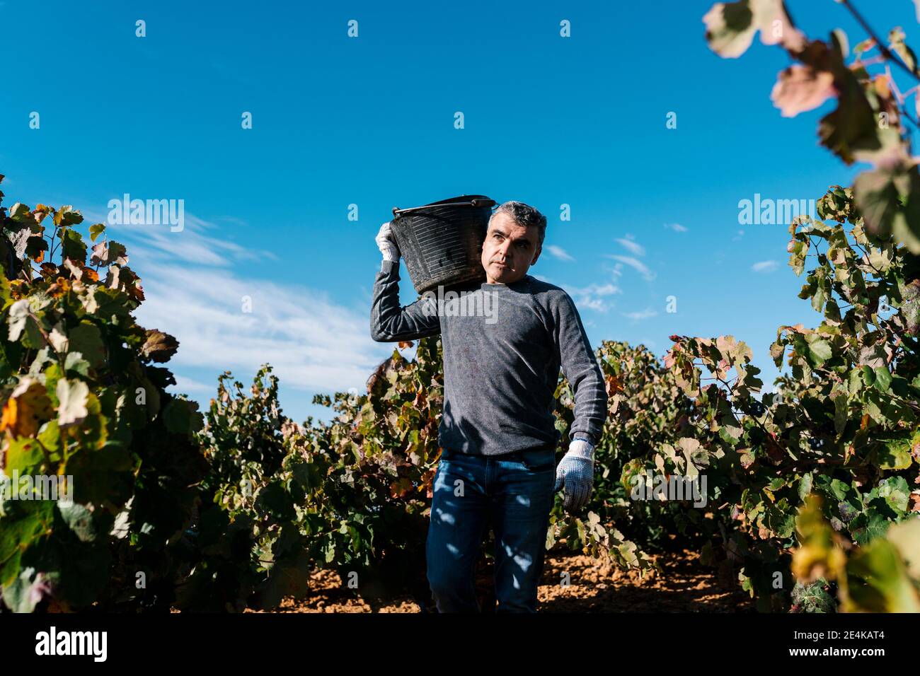 Man carrying bucket on shoulder while walking amidst grape farm Stock ...