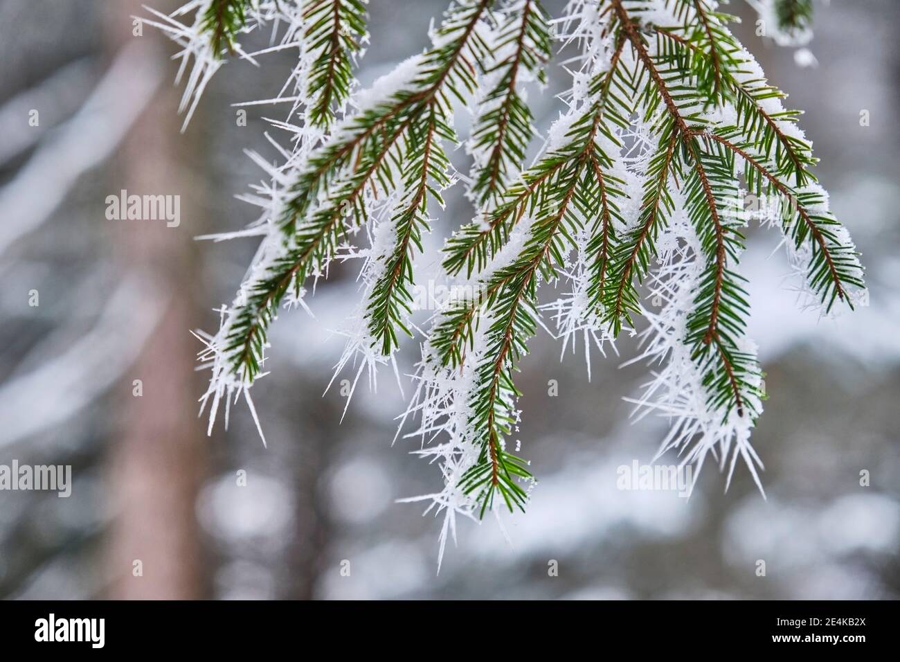 Tree edges hi-res stock photography and images - Alamy