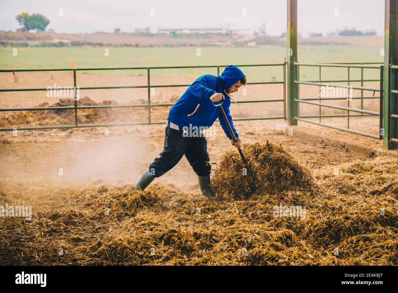 Male young farmer wearing hood spreading straws in stable Stock Photo ...