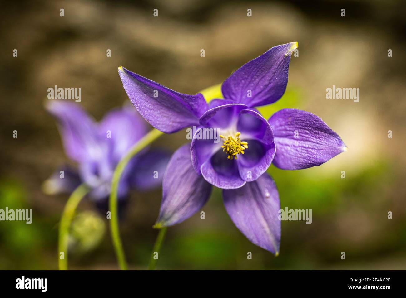 Common columbine (Aquilegia vulgaris) growing in mountain meadow Stock ...