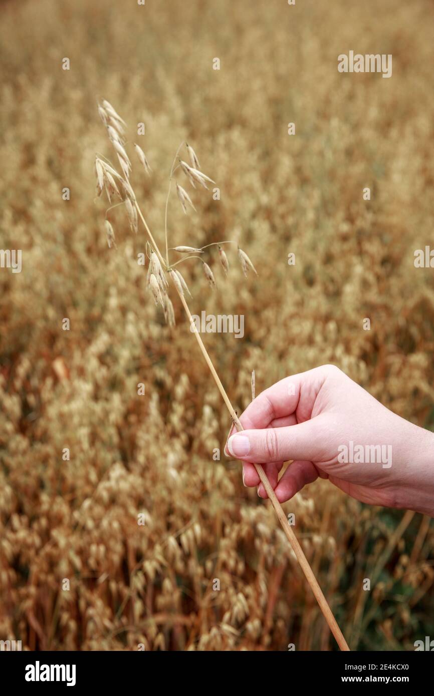 Hand of man examining growing oat Stock Photo - Alamy