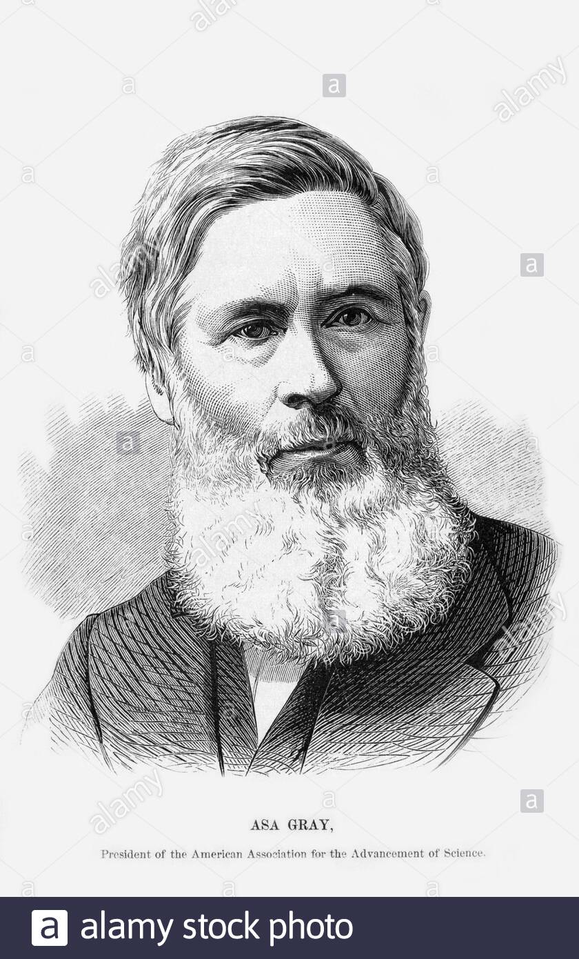 Asa Gray portrait, 1810 – 1888, is considered the most important ...