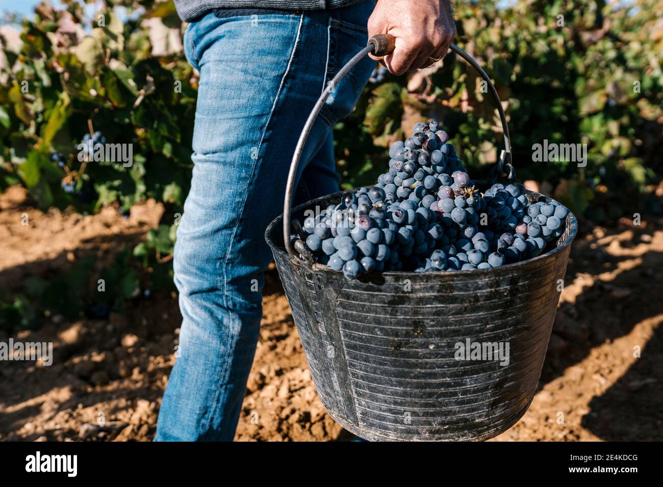Man carrying bucket farm hi-res stock photography and images - Alamy