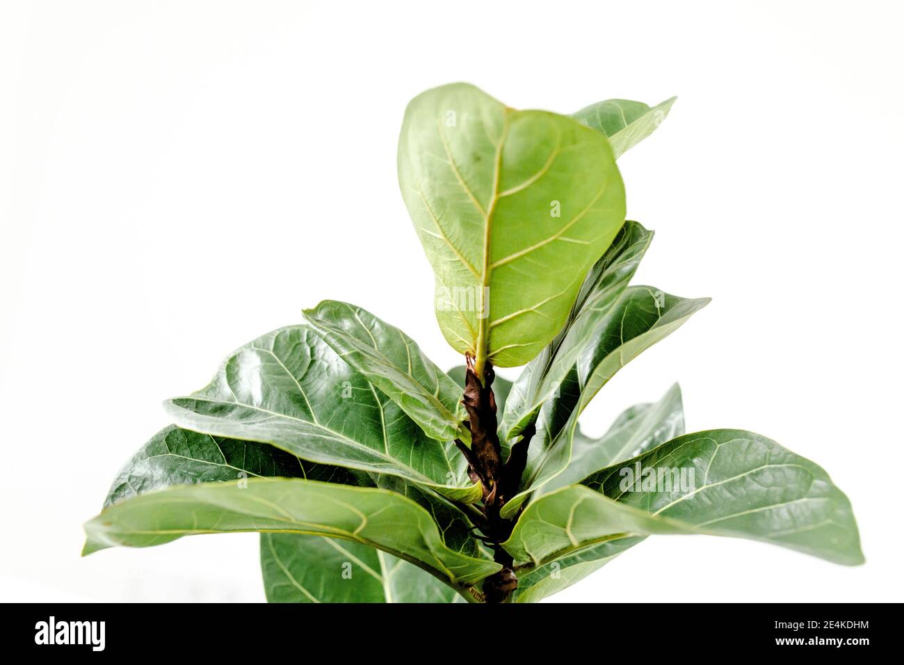 Home plant green leaf ficus benjamina, elastica on a light background ...