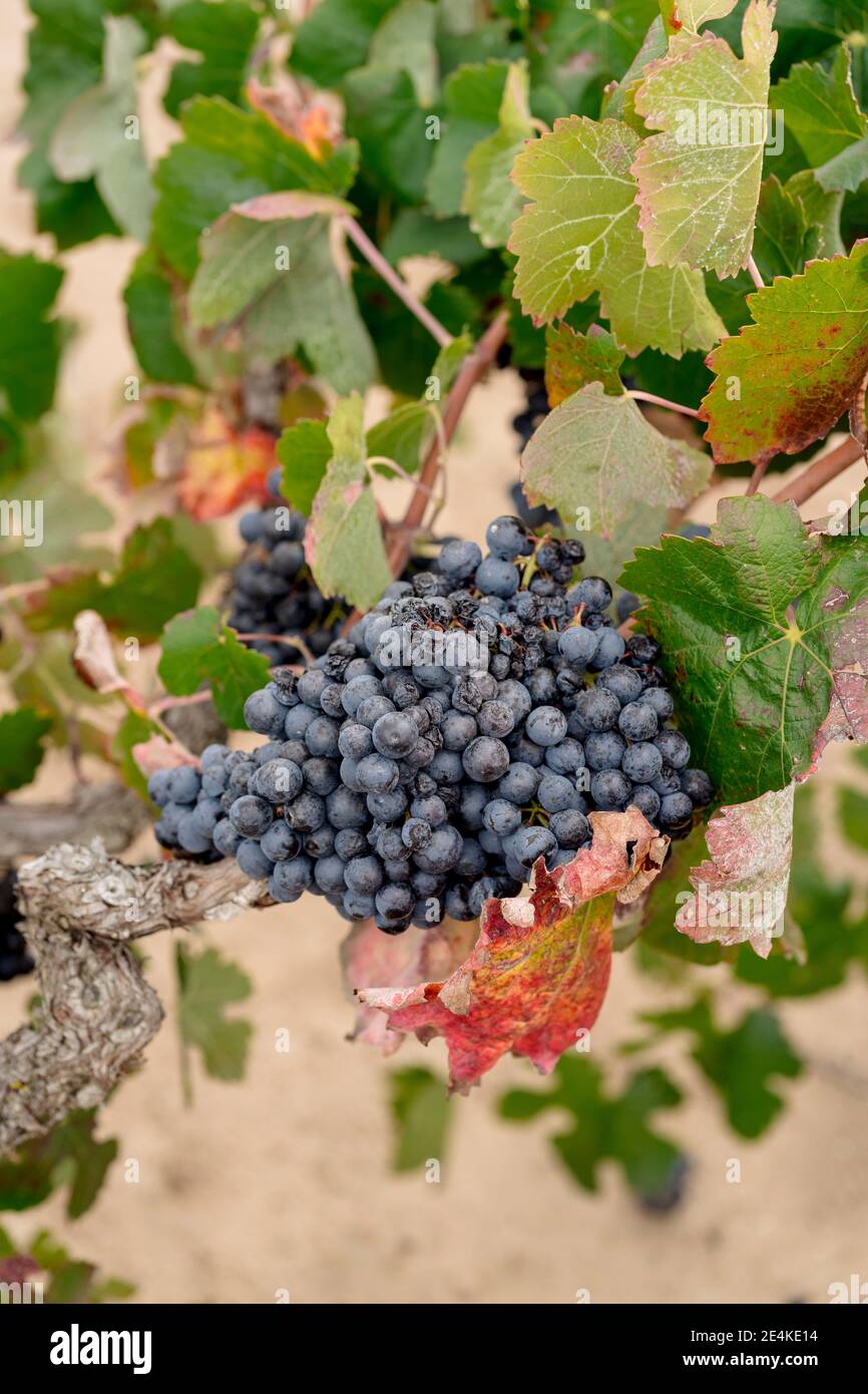 Bunch of black grapes in field of vineyard Stock Photo - Alamy