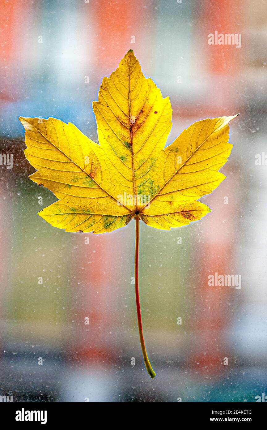 Single yellow leave Stock Photo - Alamy