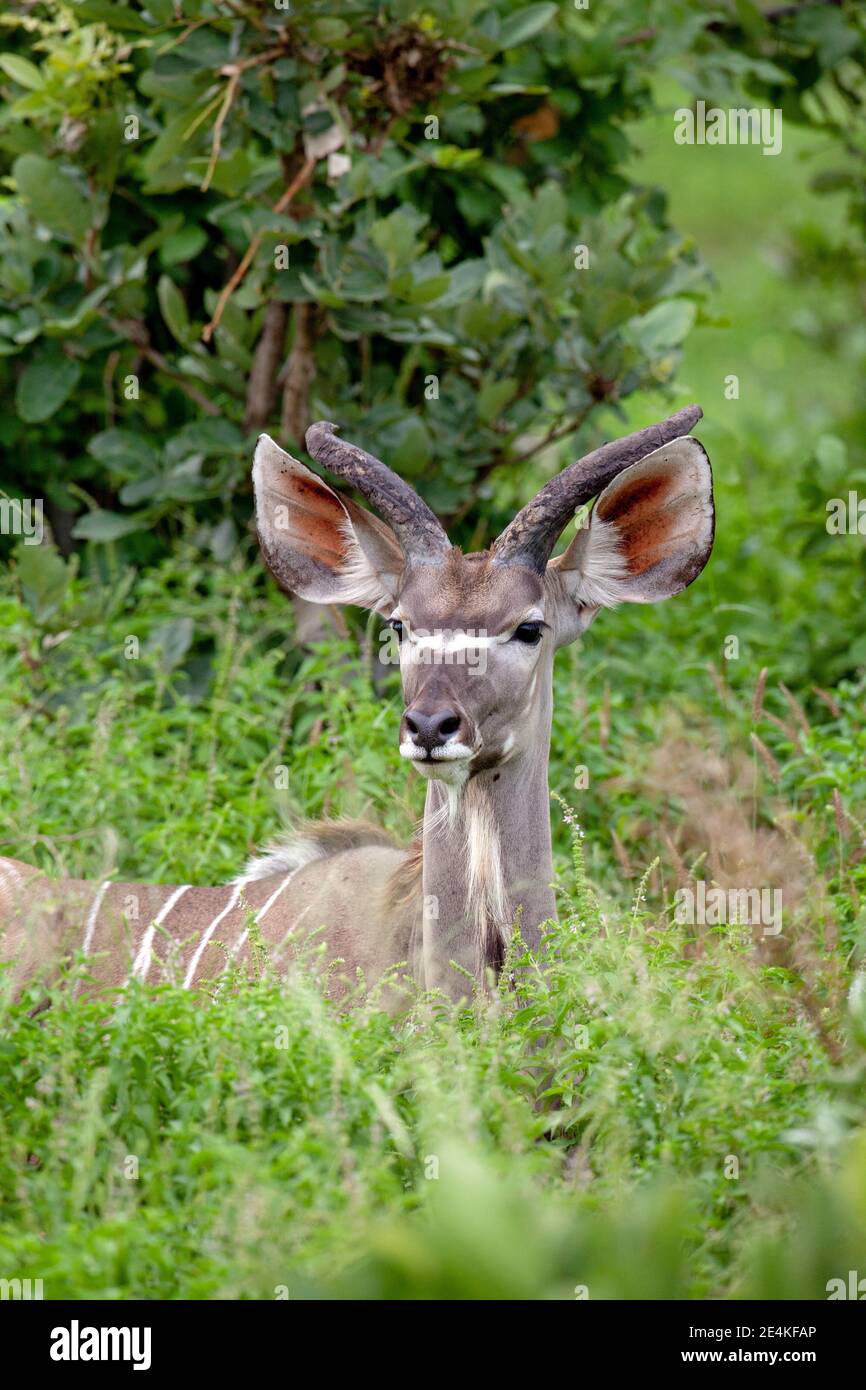 Male facing hi-res stock photography and images - Alamy