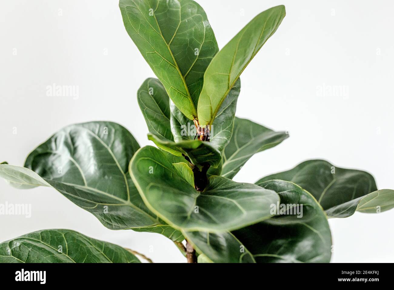 Closeup leaf ficus plants hi-res stock photography and images - Alamy