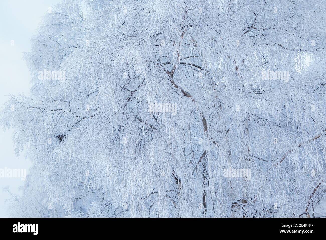 Birch tree top covered in frost snow Stock Photo - Alamy