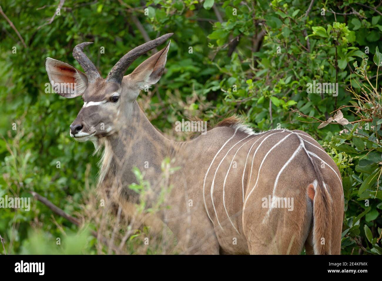 Kudu (Tragelaphus strepsiceros). Male. Antelope. Facing, three quarter ...