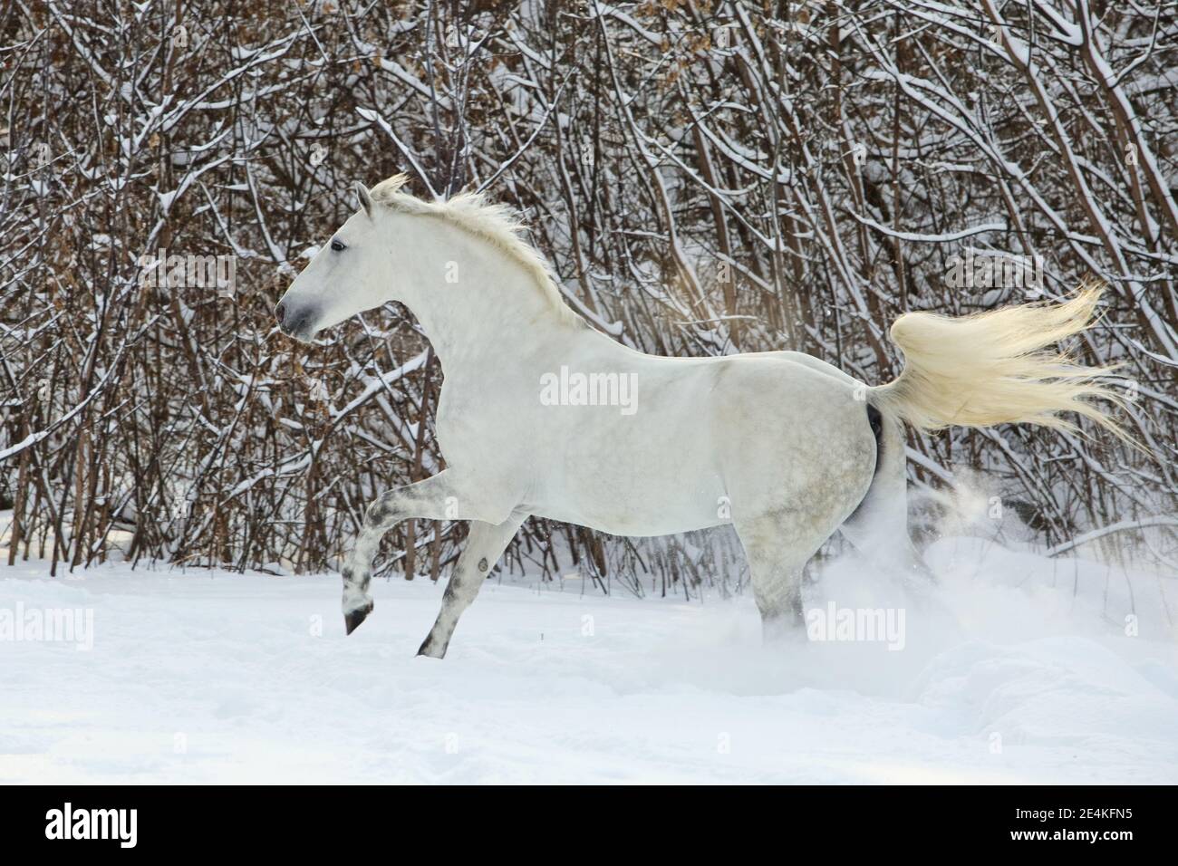 White Horse Running In Snow