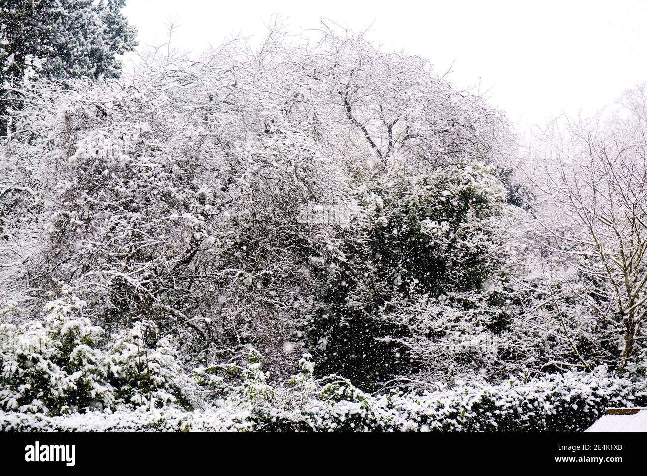 Epsom Surrey London UK, January 24 2021, Fresh Snow Falling In A Rural ...