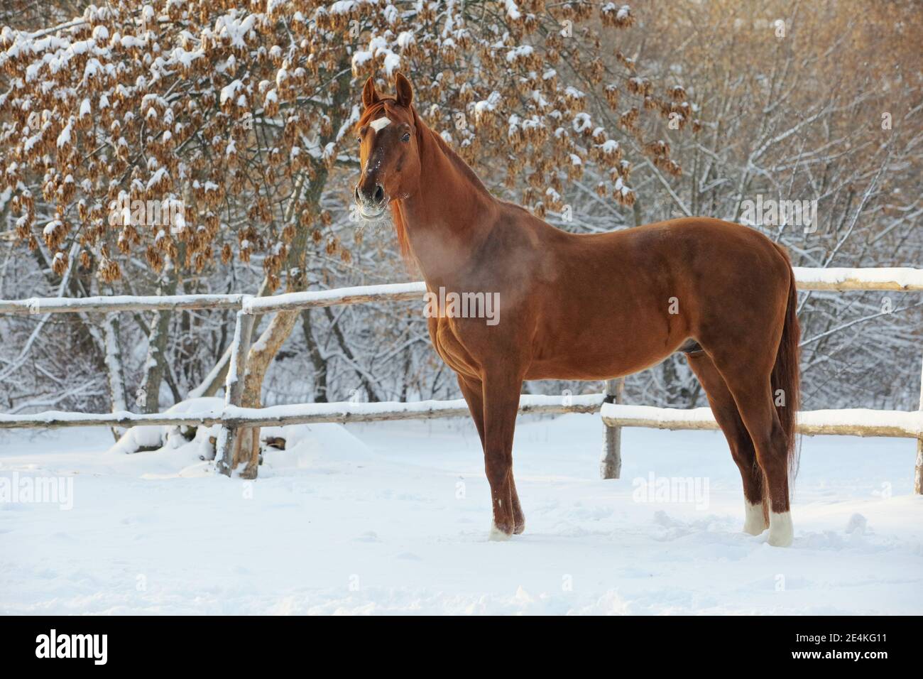 Thoroughbred horse snow hi-res stock photography and images - Alamy
