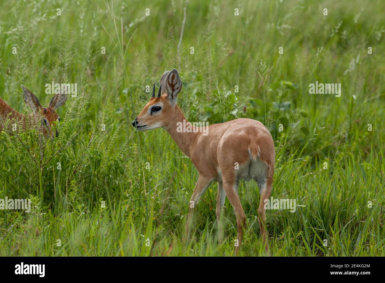 Steenbok (Raphicerus campestris) Male, with horns. Profile. Large wide ...
