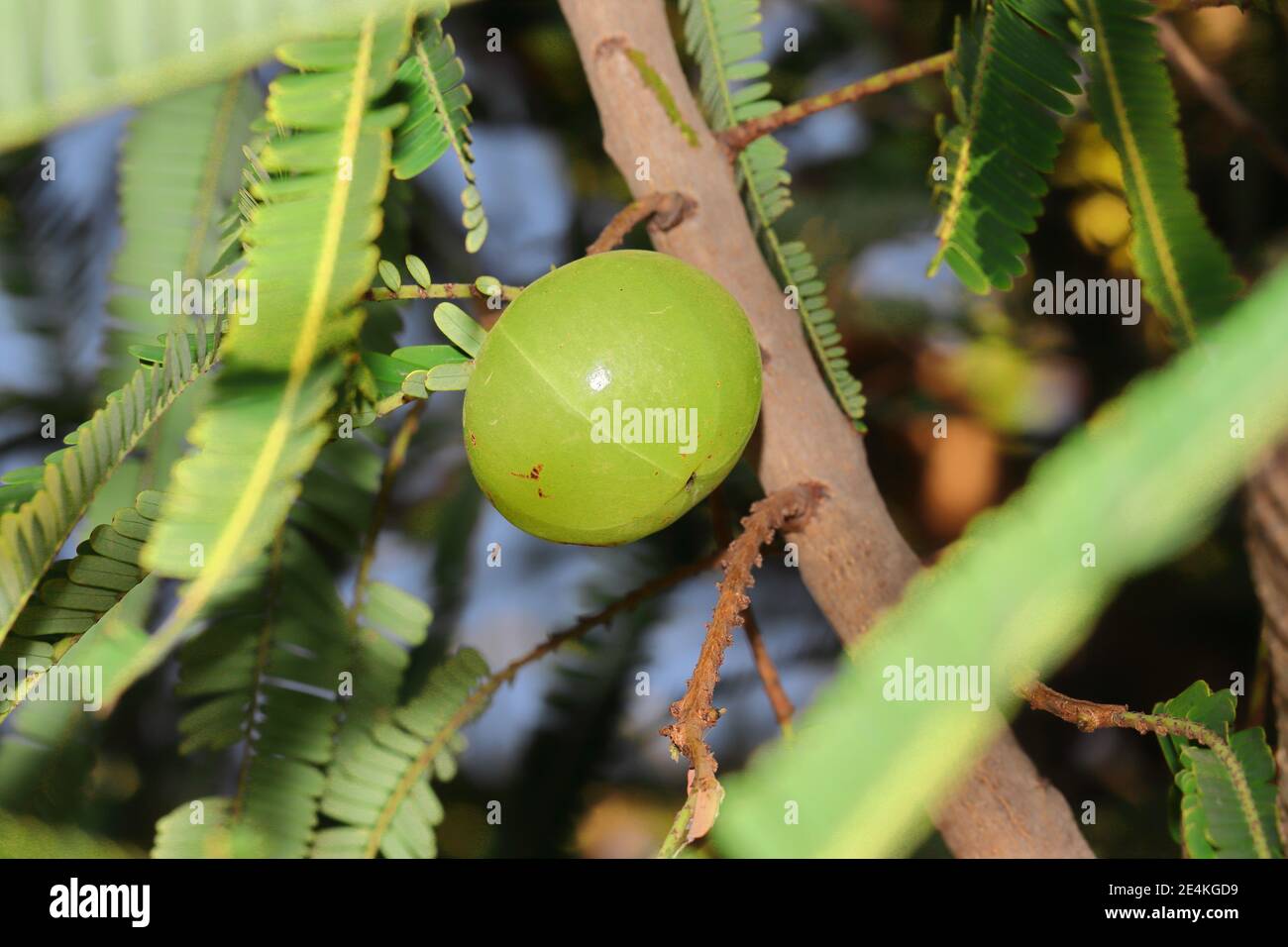 Phyllanthus emblica (Emblic myrablan, Malacca tree, Indian gooseberry ...
