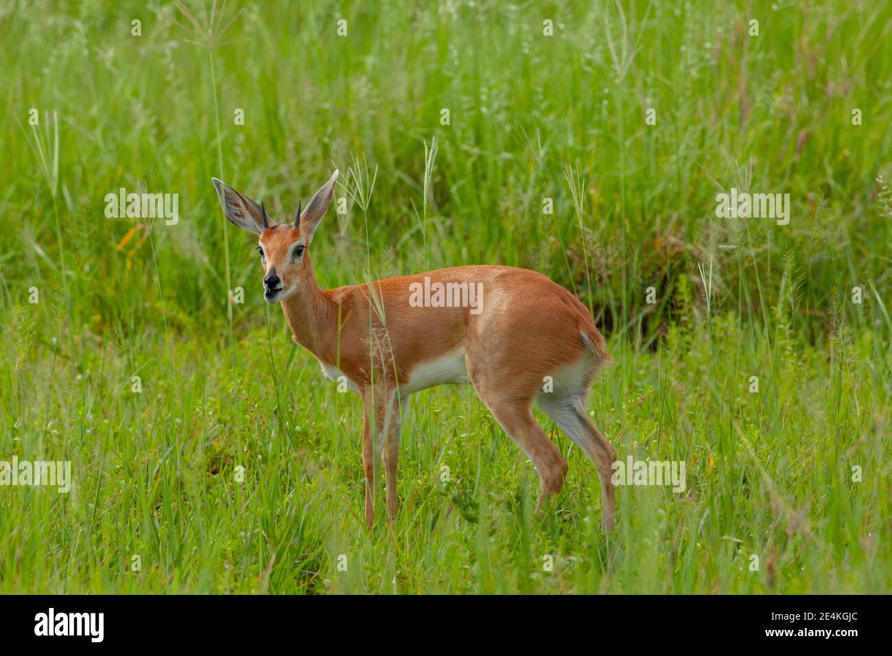 Steenbok (Raphicerus campestris) Male, with horns. Profile. Large wide ...