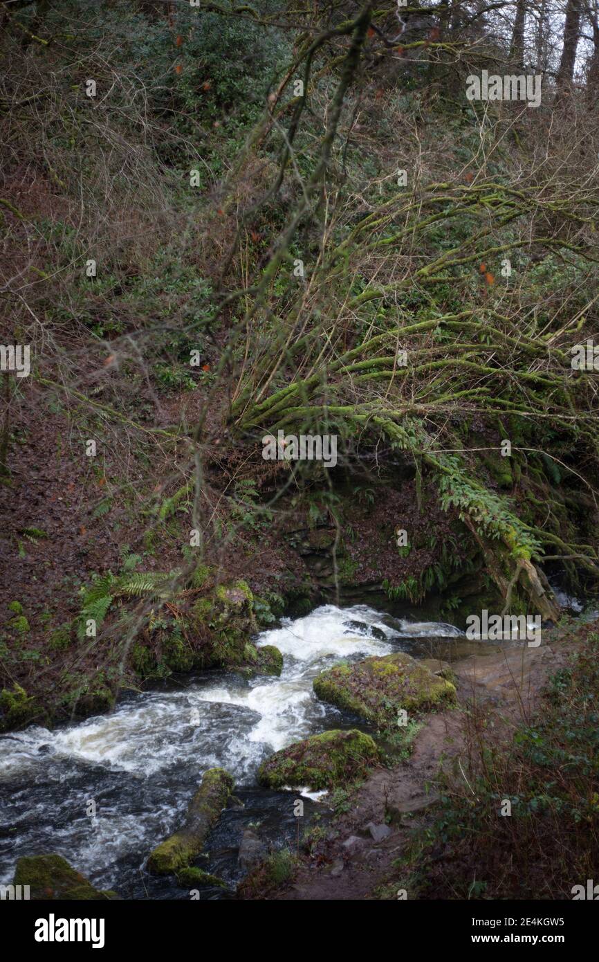 Rossmore park hi-res stock photography and images - Alamy