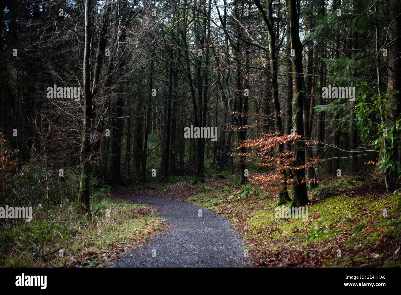 The woodlands surrounding the ruins of Blayney Castle. Castleblayney ...