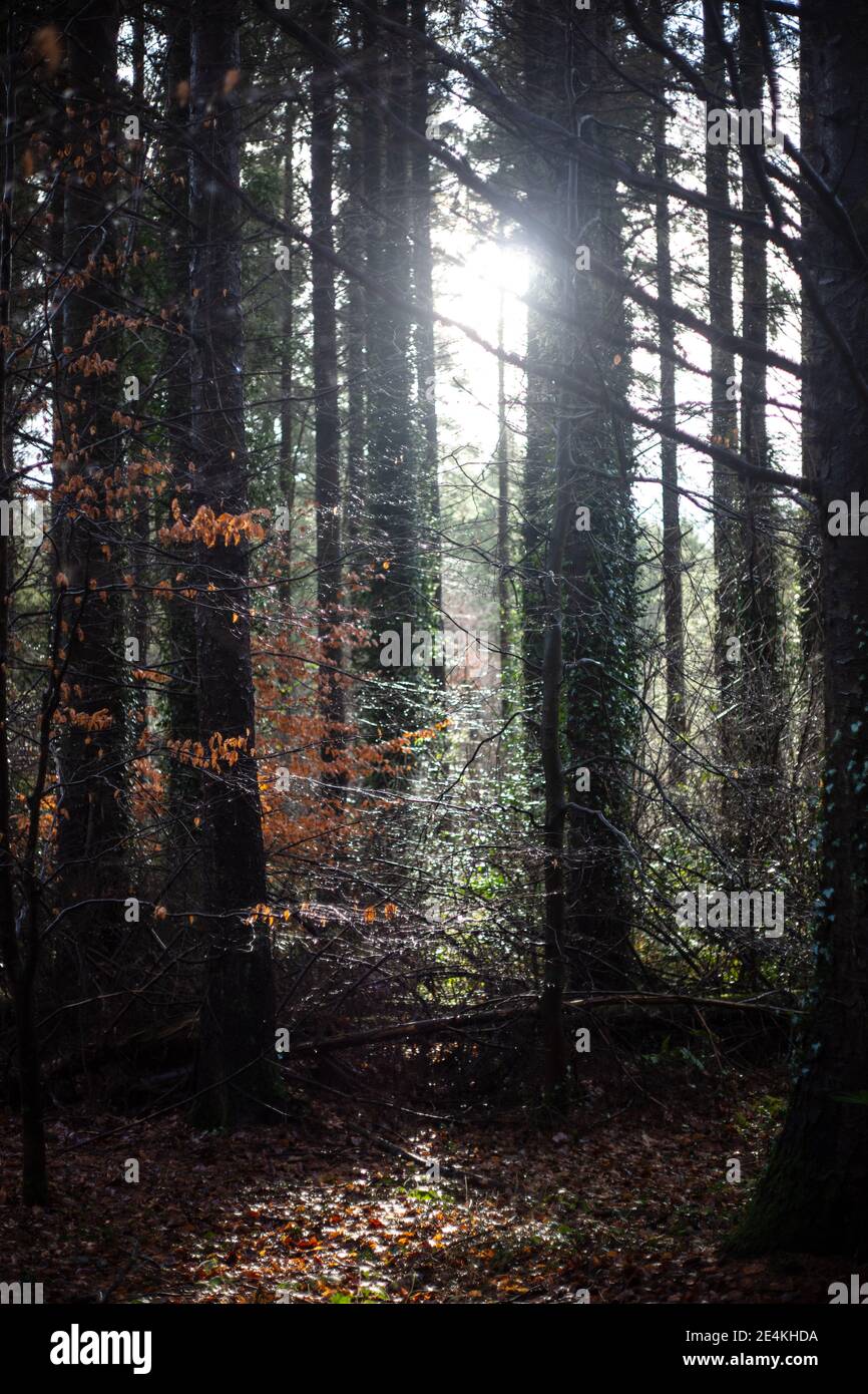 The woodlands surrounding the ruins of Blayney Castle. Castleblayney ...