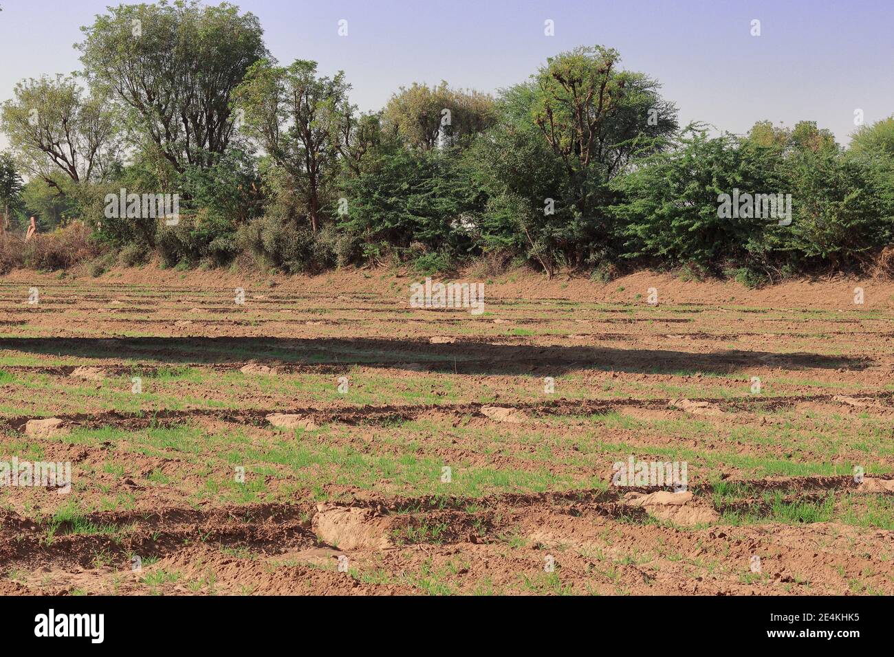 Isabgol crop sown in India's field, india Stock Photo - Alamy