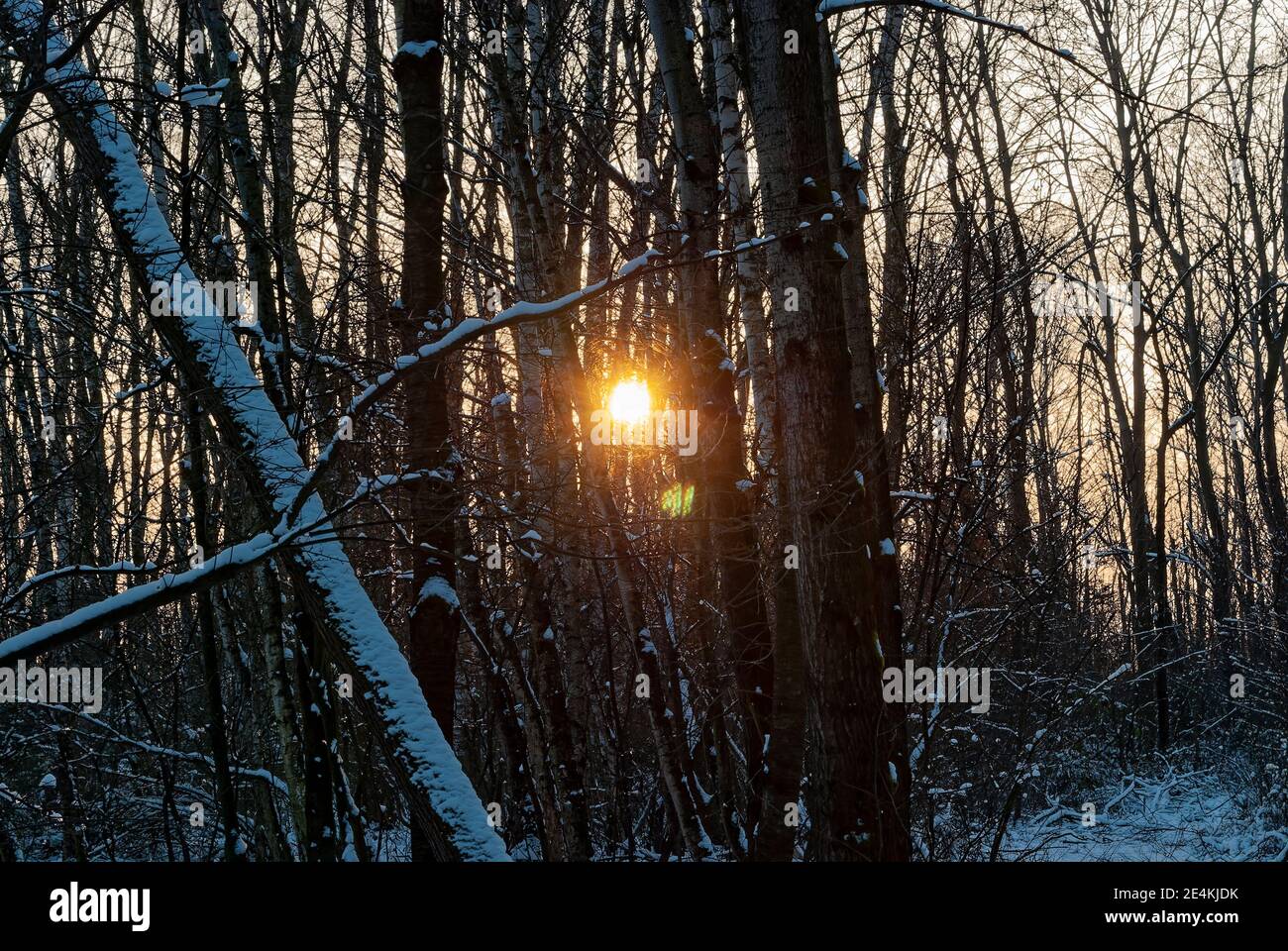 sunset in the winter forest - rays of the sun breaking through the ...