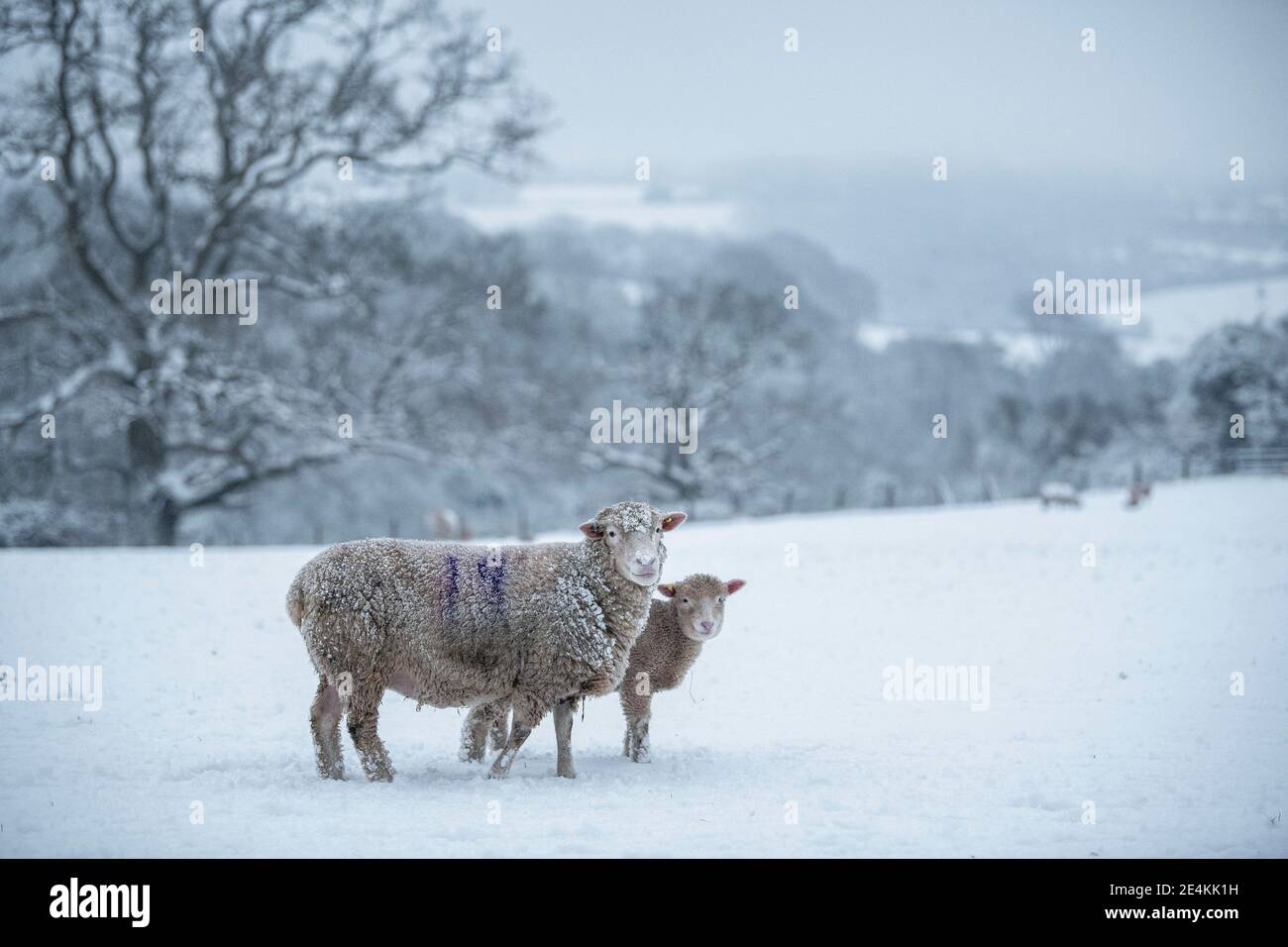 24.01.21. WEATHER WILTSHIRE. Sheep with lambs in fields near the ...