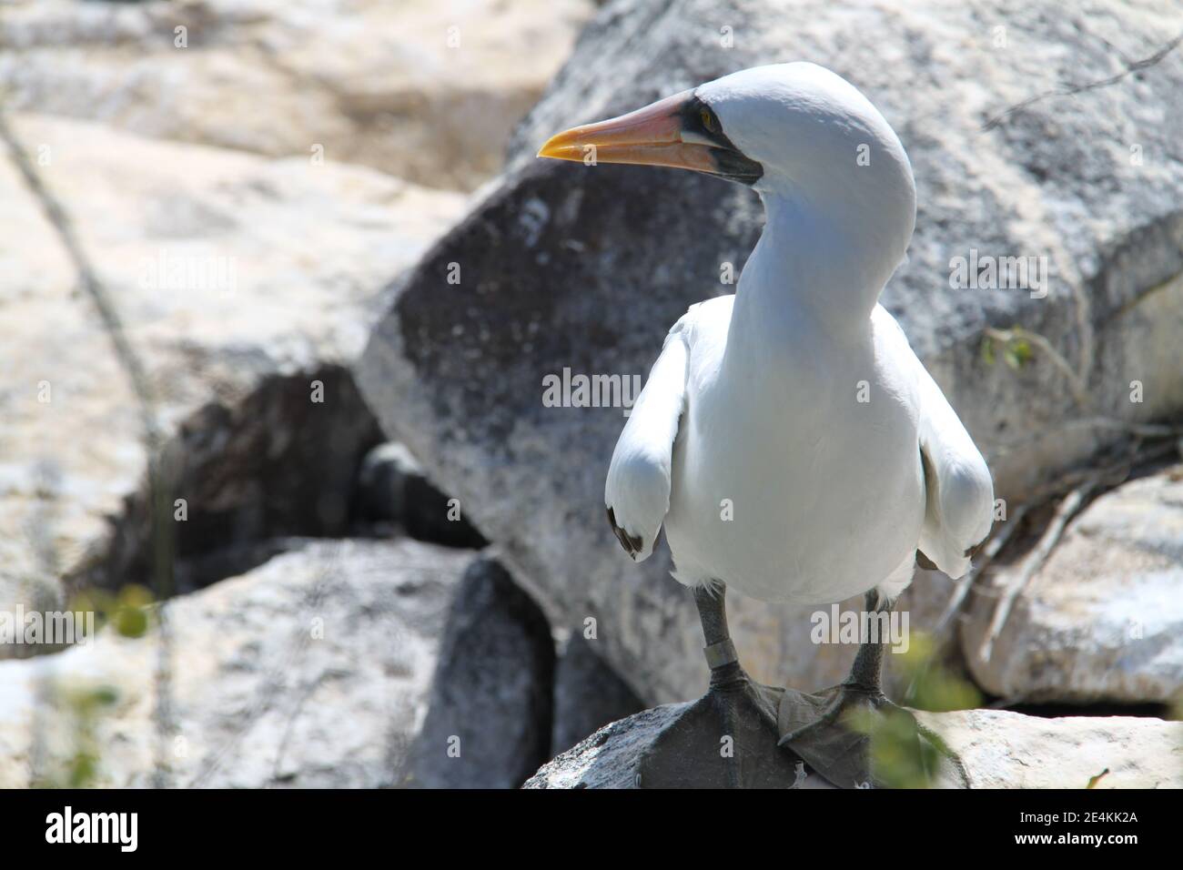 Nazca Booby bird at the Galapagos Islands Stock Photo - Alamy